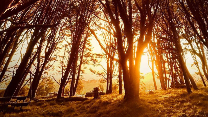 Filming and Events - Woodhillforest.co.nz